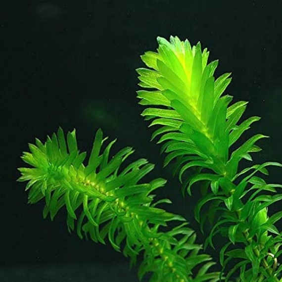 Planta Natural Egeria Densa (Elodea) - World Fish