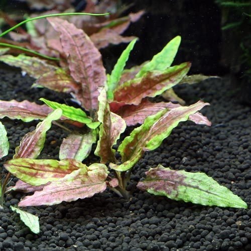 Cryptocoryne wendtii "Green Gecko"