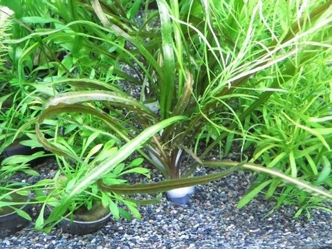 Cryptocoryne retrospiralis - Comprar em Aqualeaf